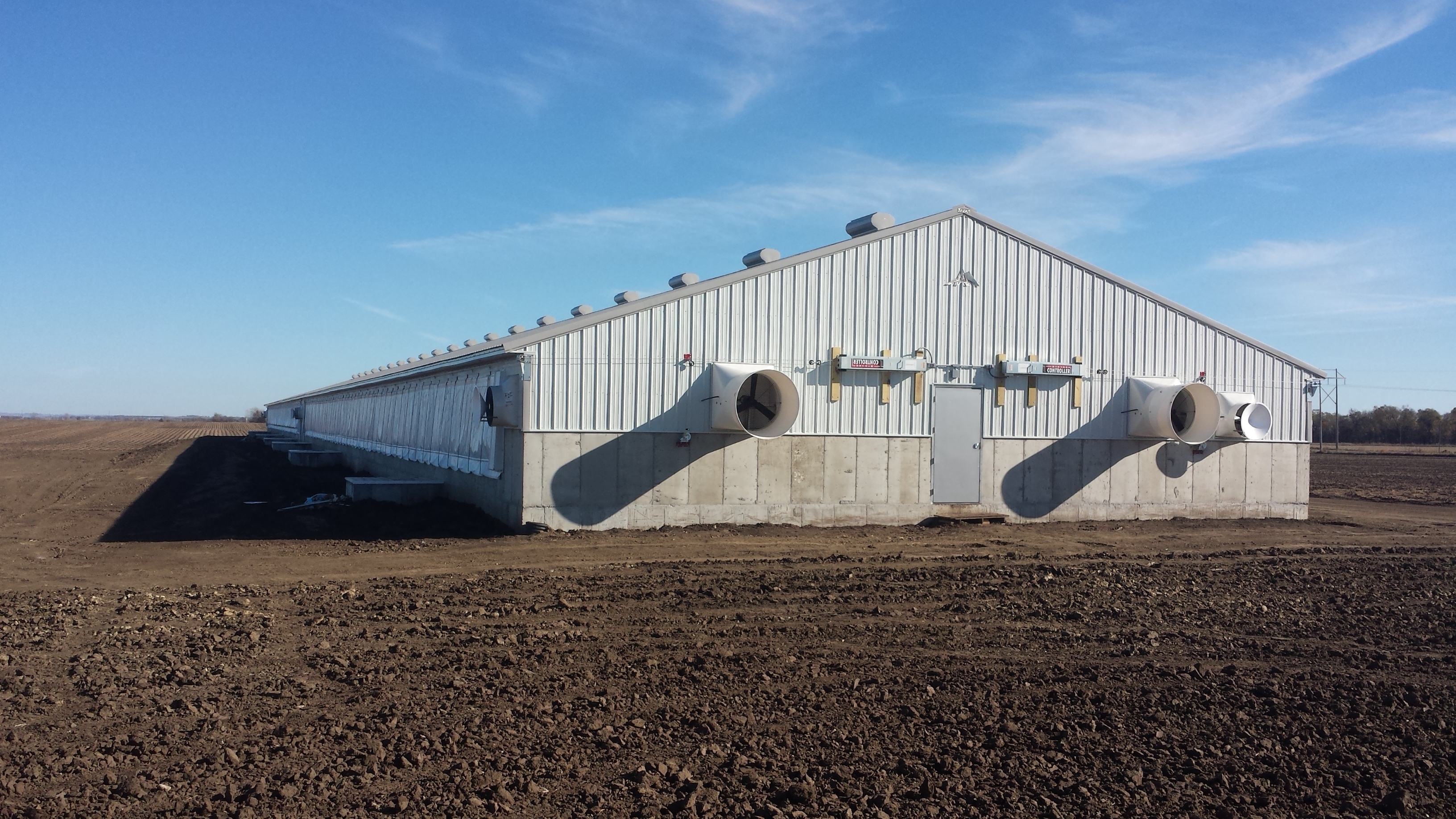 Hog Finisher Near Scotland