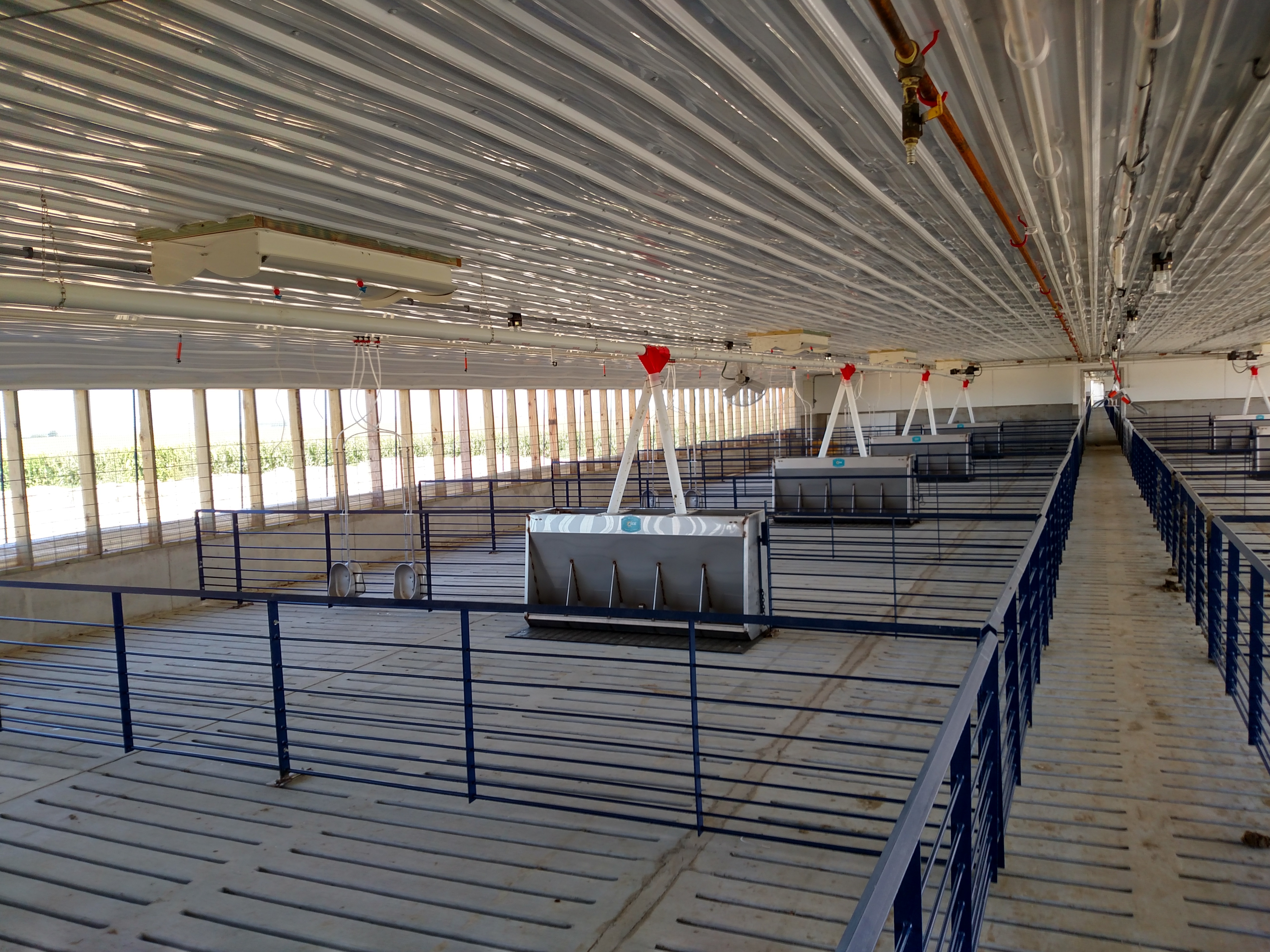 Hog Finisher Near Scotland